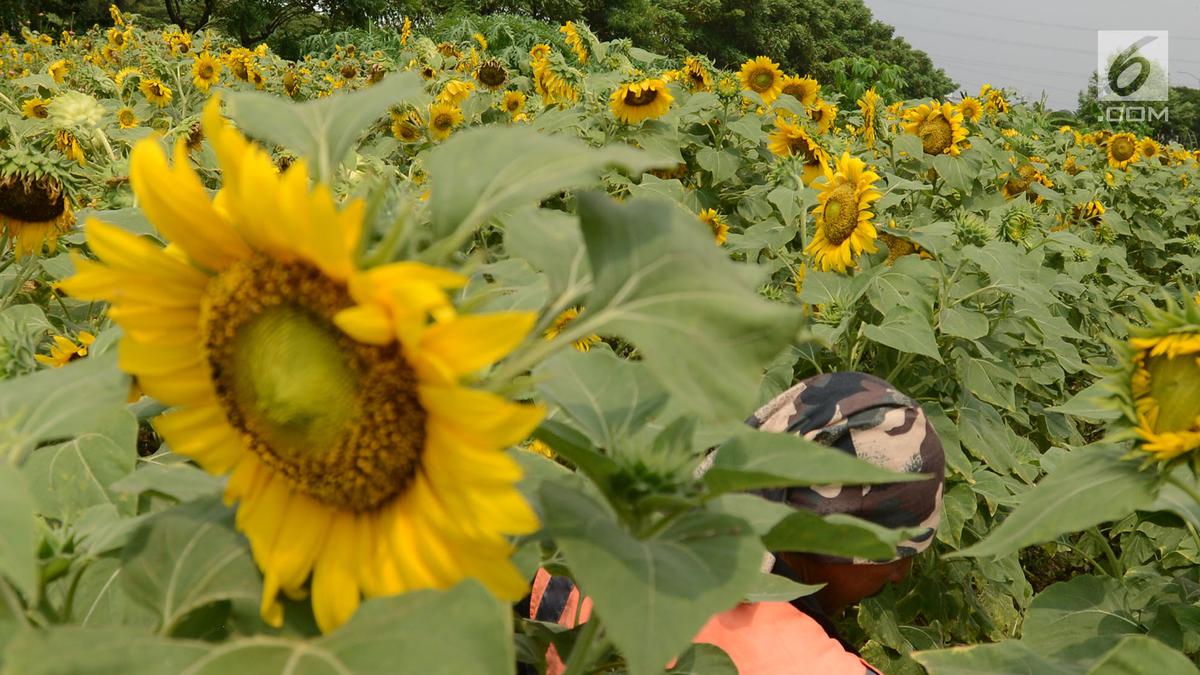 FOTO: Indahnya Bunga Matahari yang Hiasi Sepanjang Jalan BKT Cakung ...
