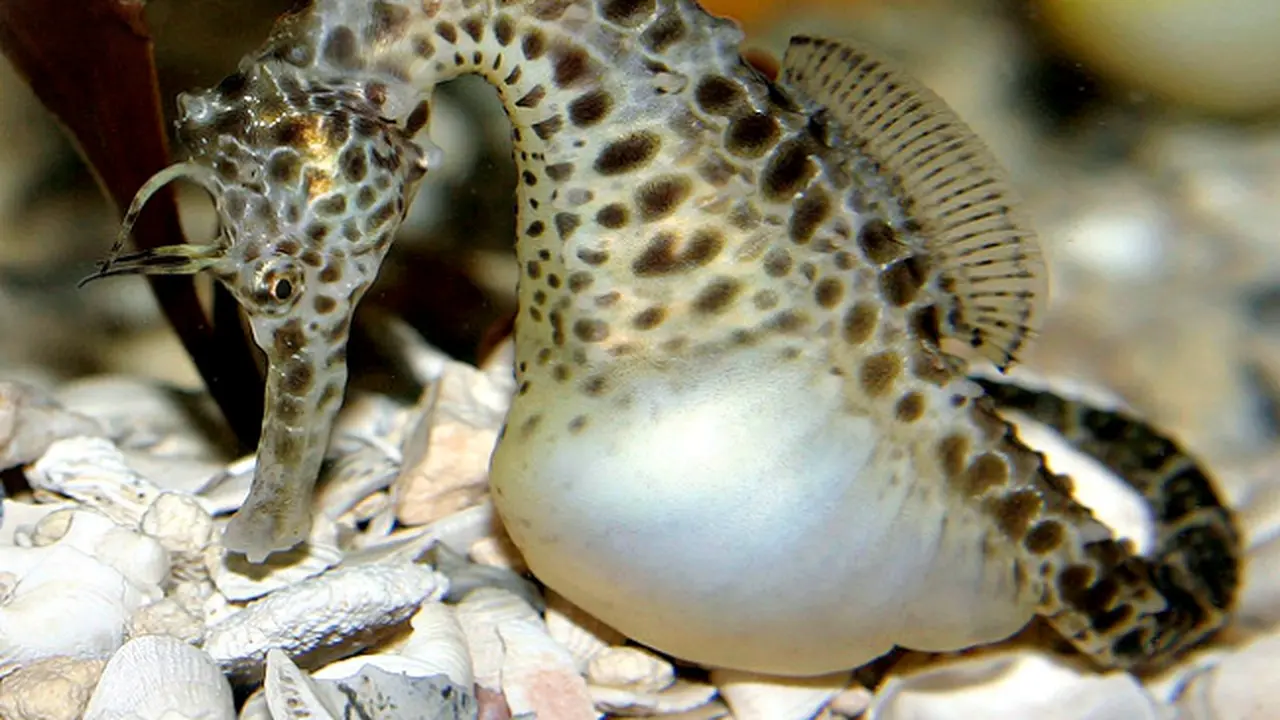 Hewan yang Berkembang Biak dengan Cara Bertelur Disebut? Simak ...