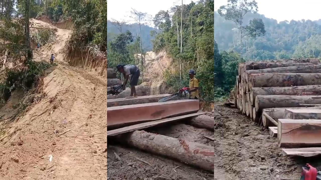 Polisi Hentikan Sementara Aktivitas Dugaan Pembalakan Liar di Lampung ...