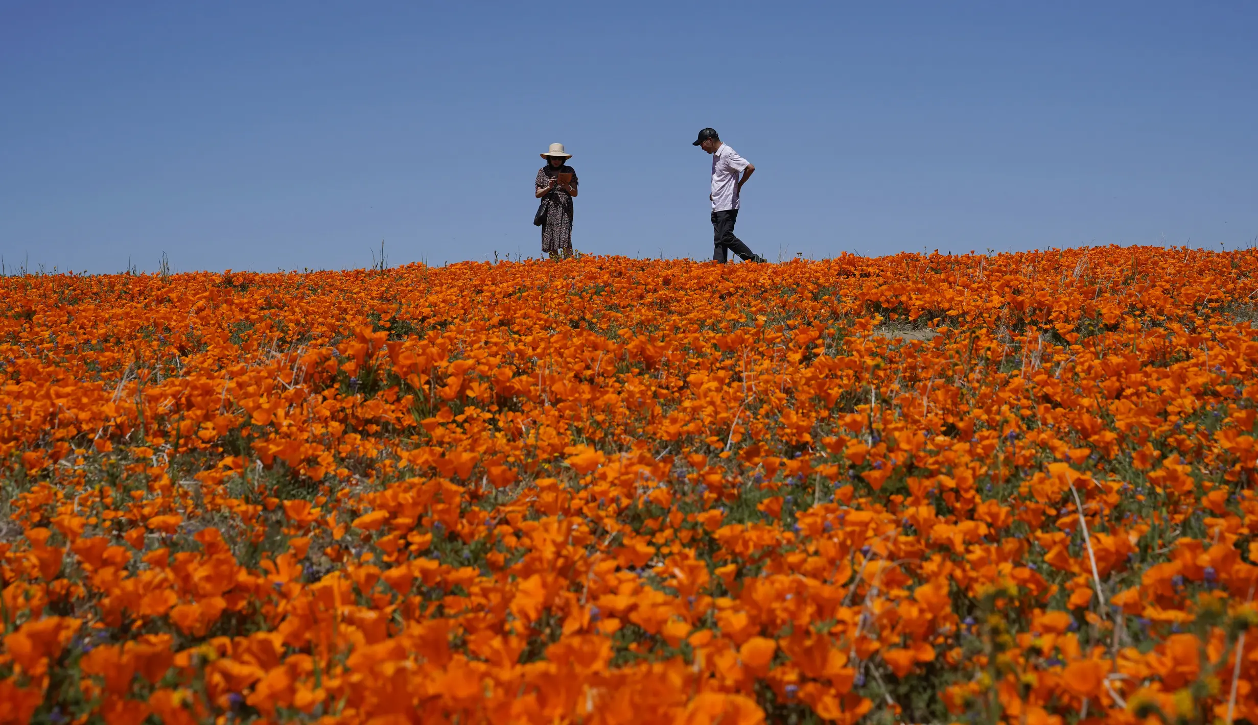 Bunga Poppy Liar Bermekaran, Lautan Oranye Selimuti Antelope Valley - Foto Liputan6.com