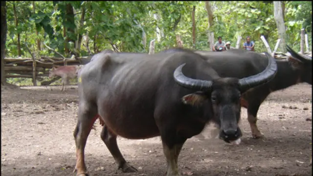 Tidak Disebut dalam Hadis: Apa Hukum Berkurban dengan Kerbau, Apakah Sah? - Islami Liputan6.com