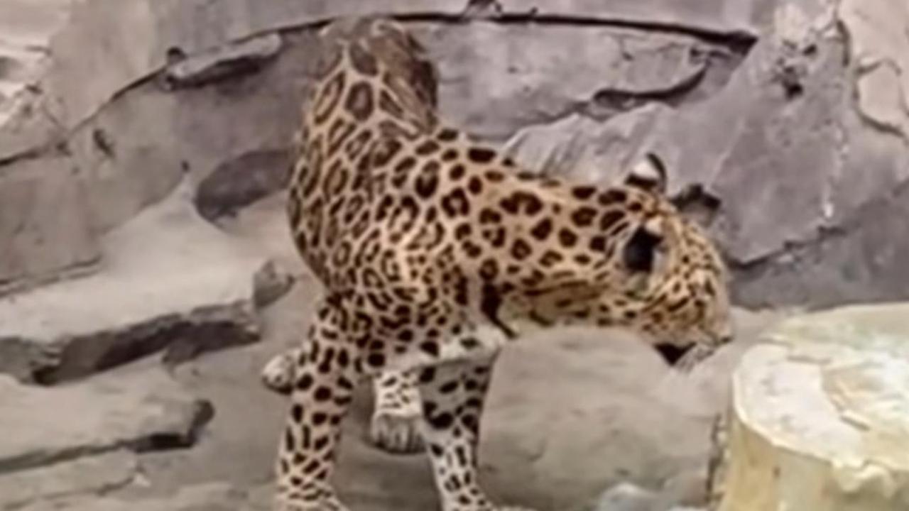 Jaguar Kurus di Ragunan Bikin Heboh Warganet, Ini Penjelasan Lengkap Manajemen