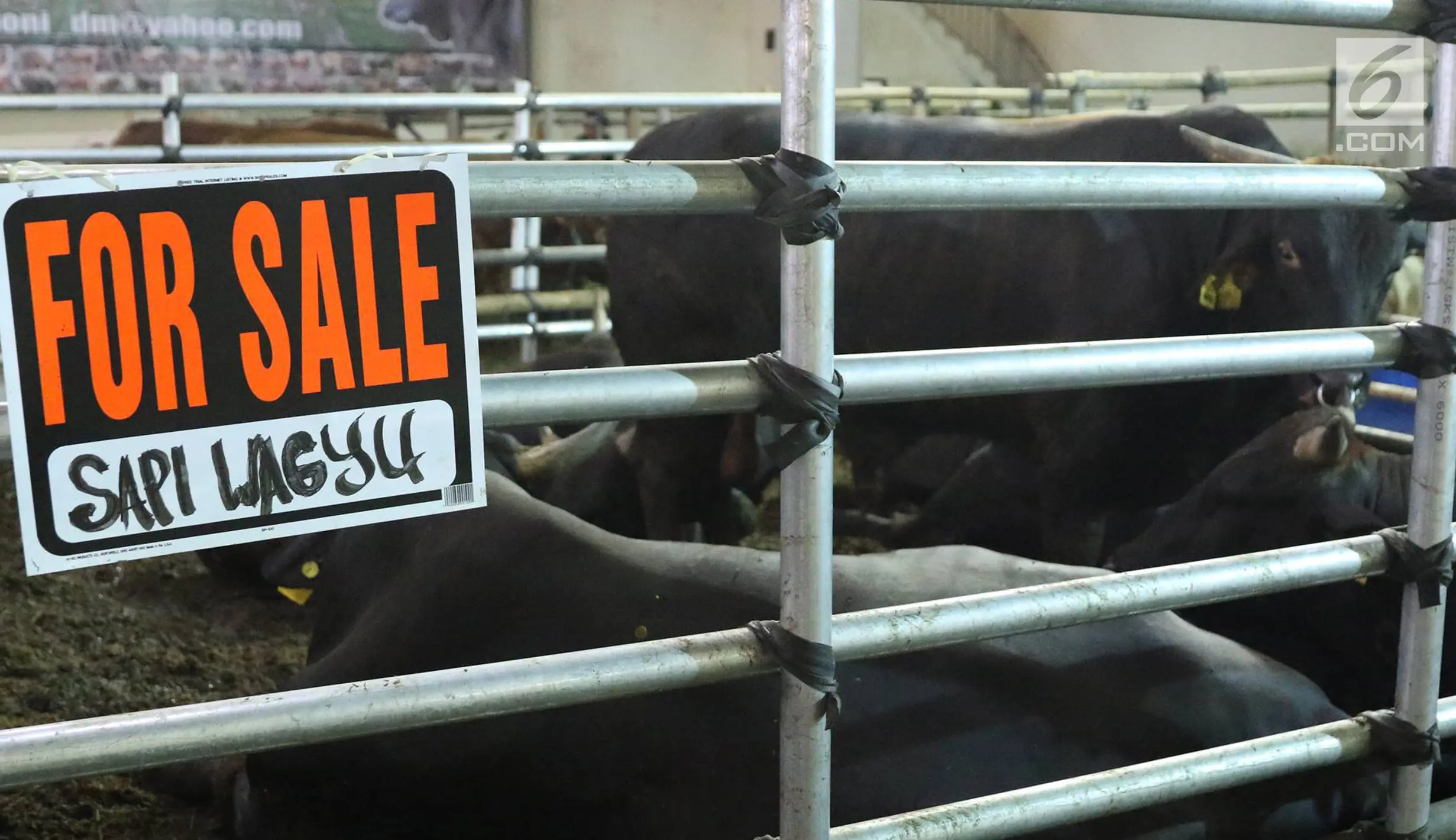 PHOTO: Dilayani SPG Cantik, Mall Ini Jual Sapi Qurban Asal Jepang ...