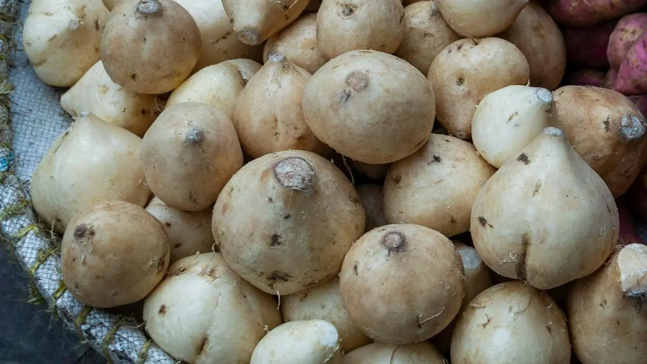 15 Manfaat Bengkoang untuk Kesehatan Tubuh, Sehatkan Pencernaan hingga ...