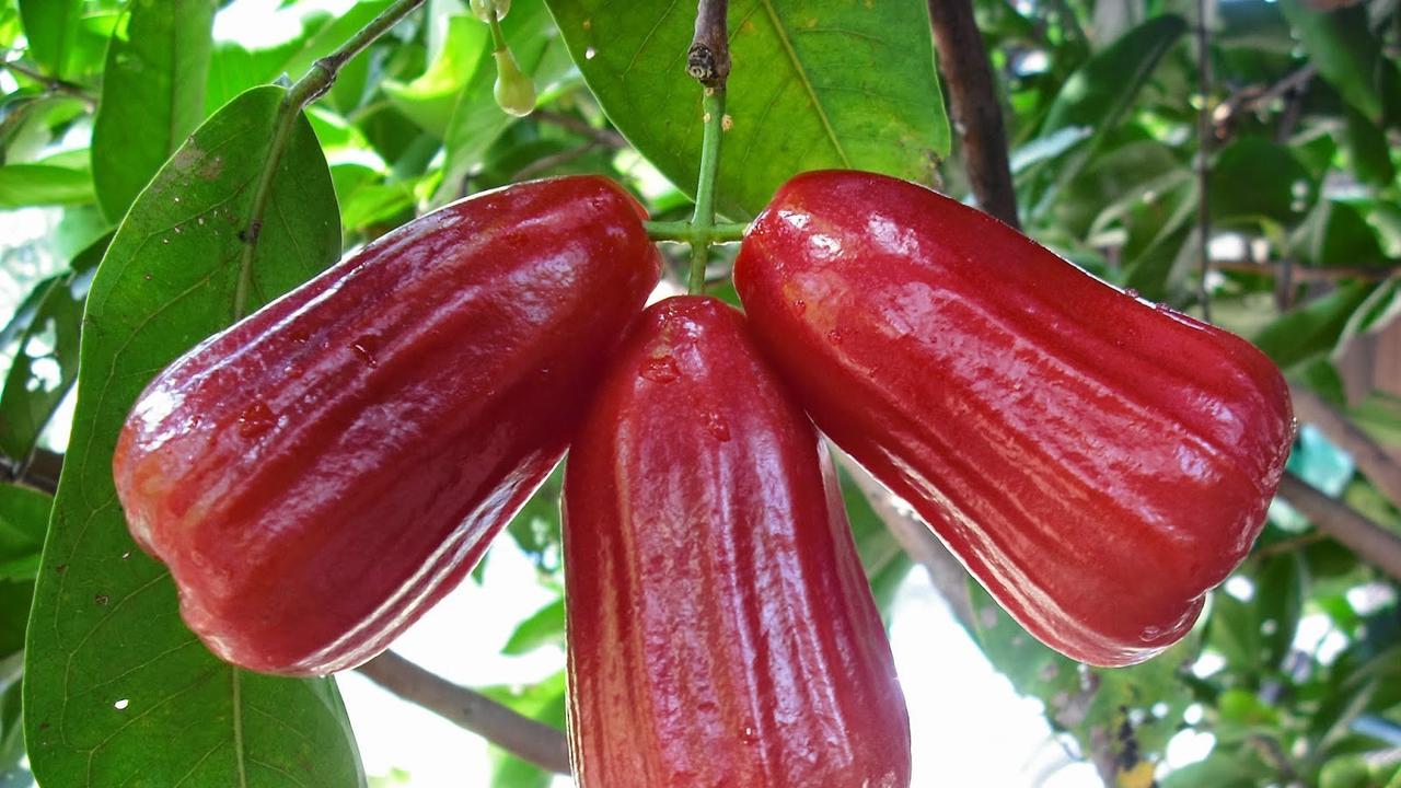 7 Tanaman Buah dengan Pohon Pendek Cocok untuk Pekarangan Rumah Sempit