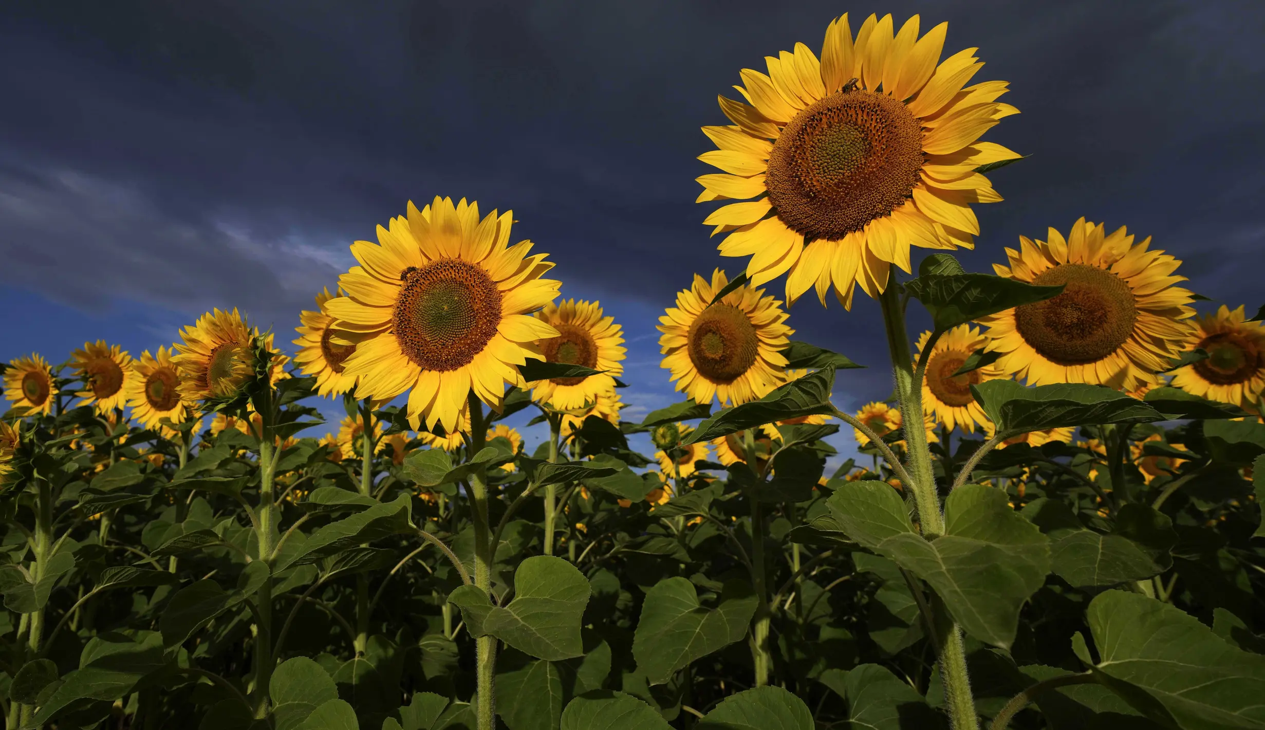 Terpesona Cantiknya Bunga Matahari Bermekaran di Jerman - Foto Liputan6.com