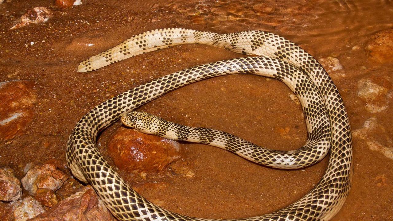 Waspada! 10 Ular Berbisa Paling Mematikan yang Harus Anda Ketahui