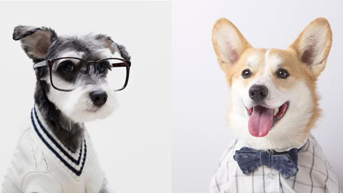 Bosan Dengan Manusia, Brand Fashion Ini Gunakan Anjing Sebagai Model