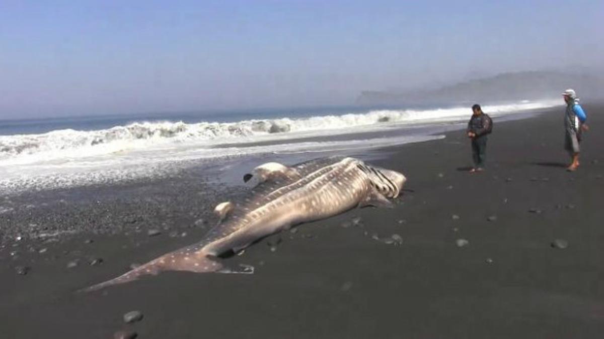 Ikan Hiu Tutul Terdampar di Pantai Selatan Lumajang