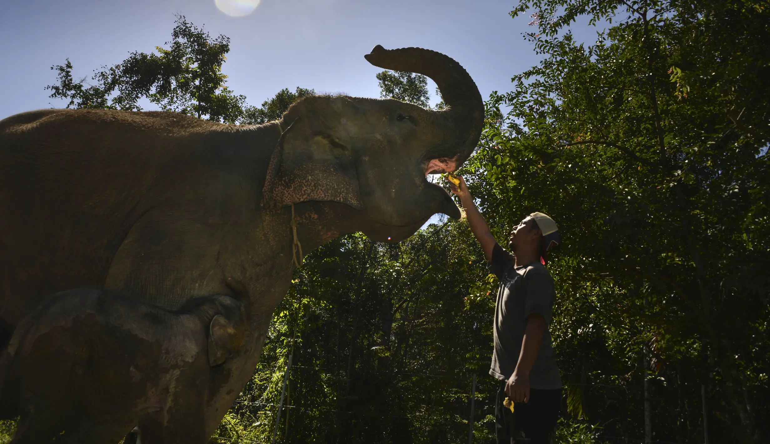 FOTO: Potret Lucu Bayi Gajah Sumatera yang Lahir di Aceh - Foto Liputan6.com