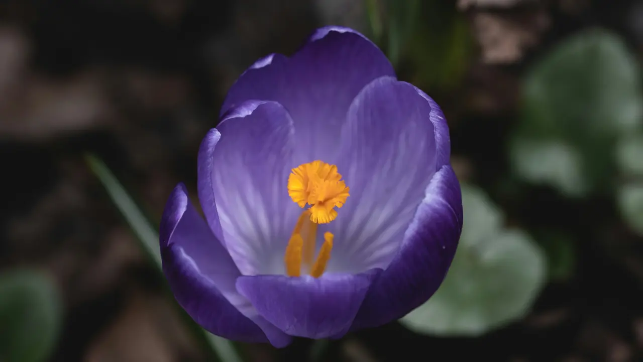 Fantastis, Ini 11 Bunga Termahal di Dunia Tahun 2025 yang Harganya ...