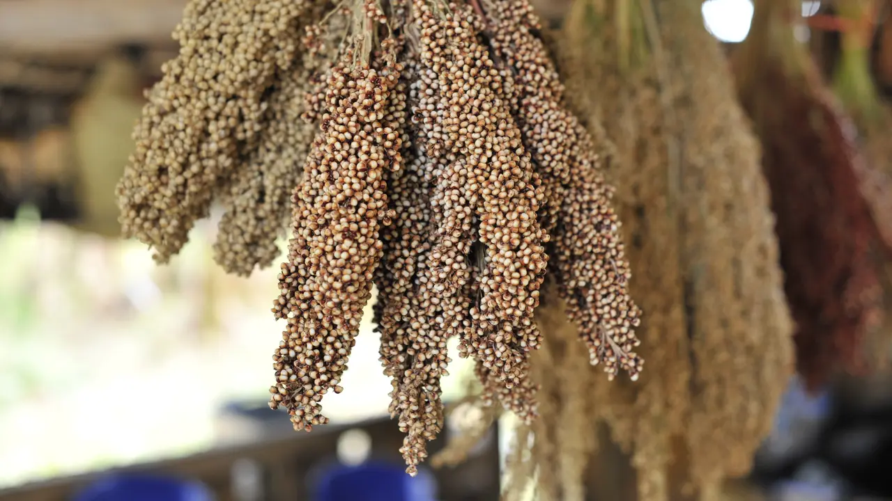 Sorgum Kolak Cake, Cara Enak Menikmati Sorgum - Regional Liputan6.com