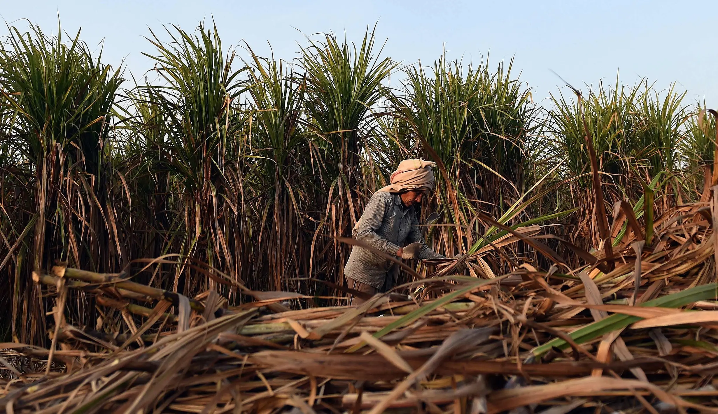 FOTO: Mengintip Aktivitas Petani Tebu di India - Foto Liputan6.com