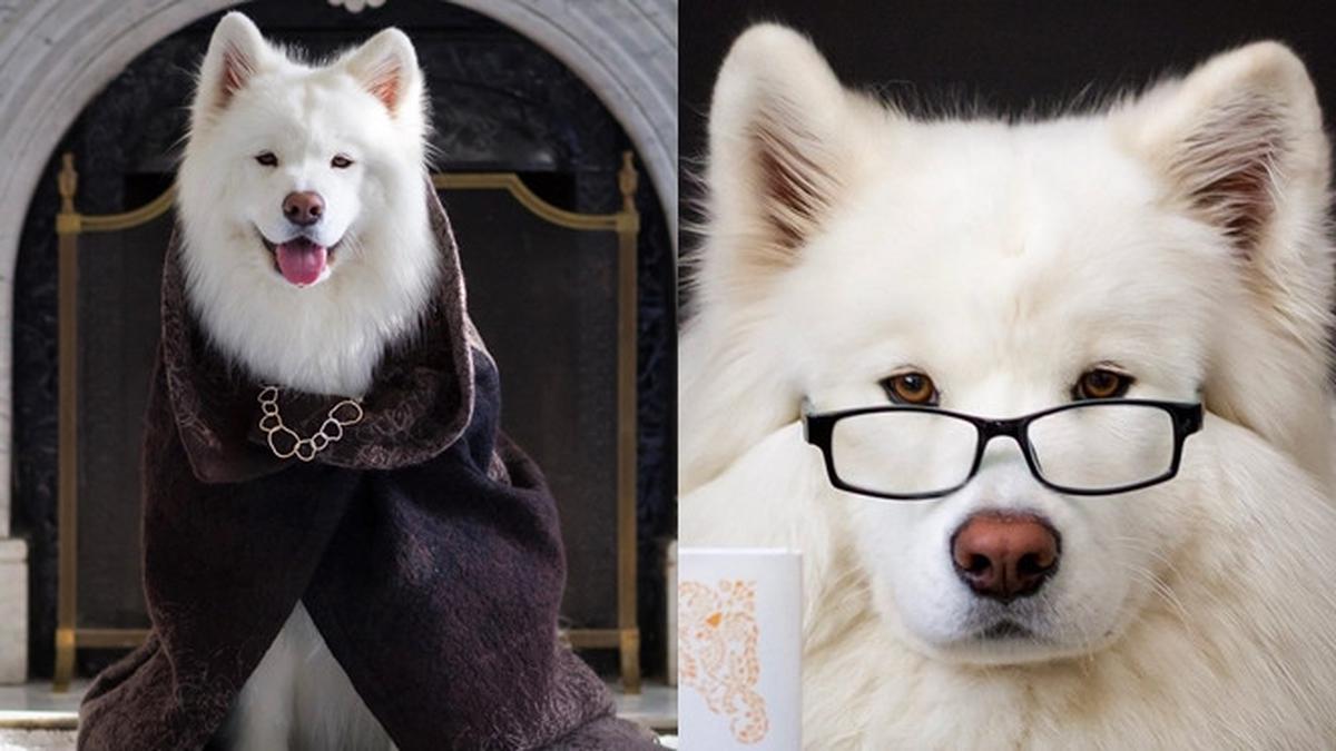 Anjing Ini Punya Penghasilan hingga Rp 1,1 Miliar Per Tahun, Begini 7 ...