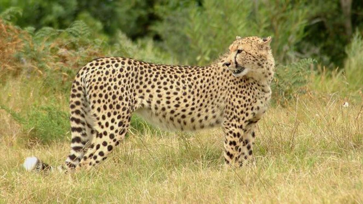 Macan Tutul di Gunung Semeru, Hiu Tutul di Perairan Probolinggo