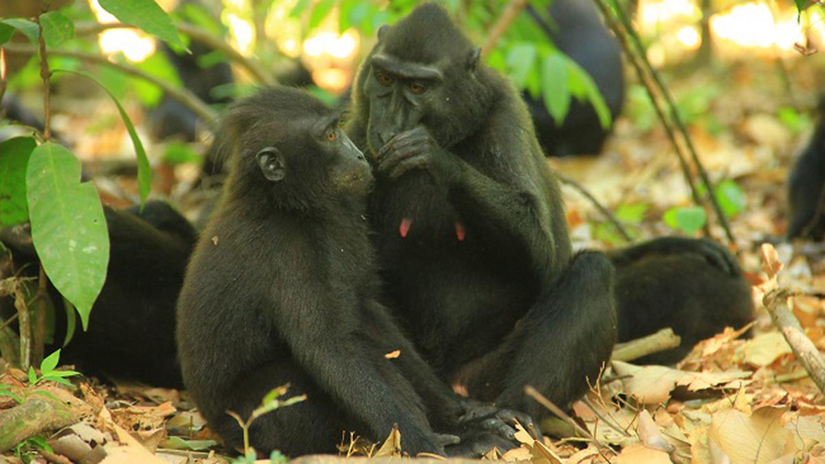 Kera Hitam Langka Sulawesi Terjebak di Kota - Regional Liputan6.com
