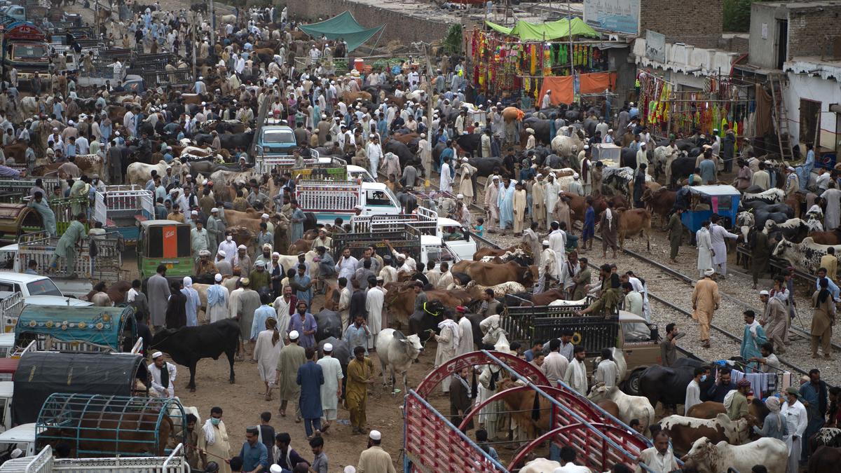 FOTO: Padatnya Pasar Ternak di Pakistan Jelang Idul Adha