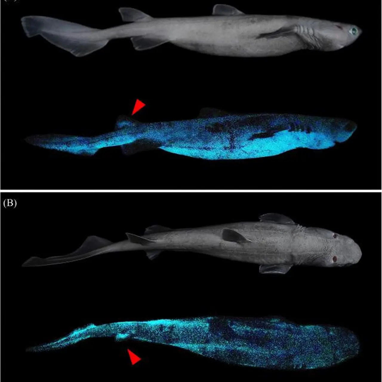 Mengenal Kitefin Shark, Hiu Glow in The Dark Terbesar di Laut Dalam ...