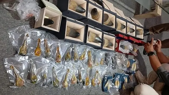 WN China Tertangkap Basah Hendak Selundupkan Taring Harimau dan Cula ...