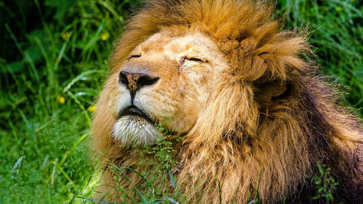 Ilmuwan Ungkap Alasan Hewan Kerap Berperilaku Gay atau Suka Sesama ...