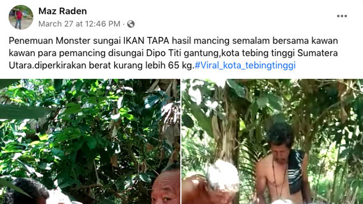 Viral Penemuan Ikan Tapah Raksasa Seberat 65 Kg di Sumatera Utara ...