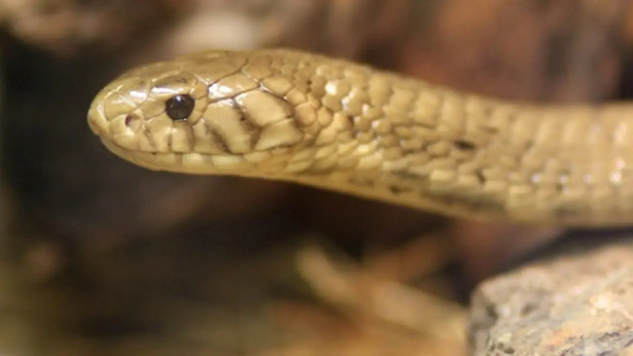 10 Ular Paling Berbisa di Muka Bumi - Citizen6 Liputan6.com