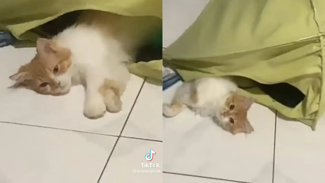 8 Tingkah Lucu Koma, Kucing Kesayangan Warga TikTok yang Berpisah ...
