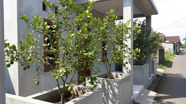 10 Pohon Buah yang Cocok Ditanam dalam Planter Box Beton, Indah ...