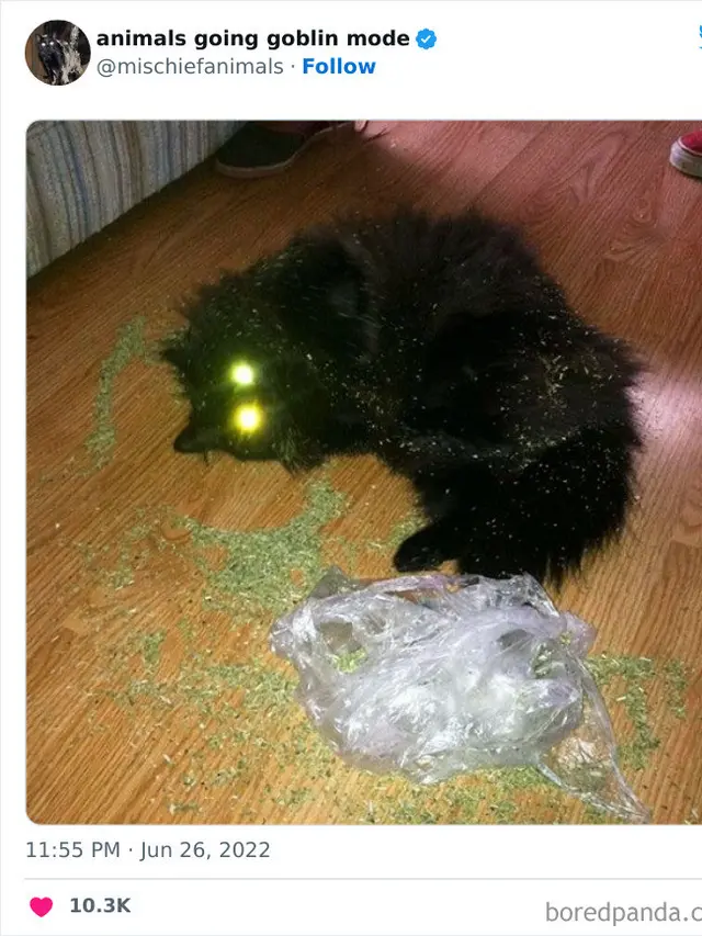 6 Potret Penampakan Mata Kucing Tersorot Cahaya Ini Bikin Kaget - Hot ...