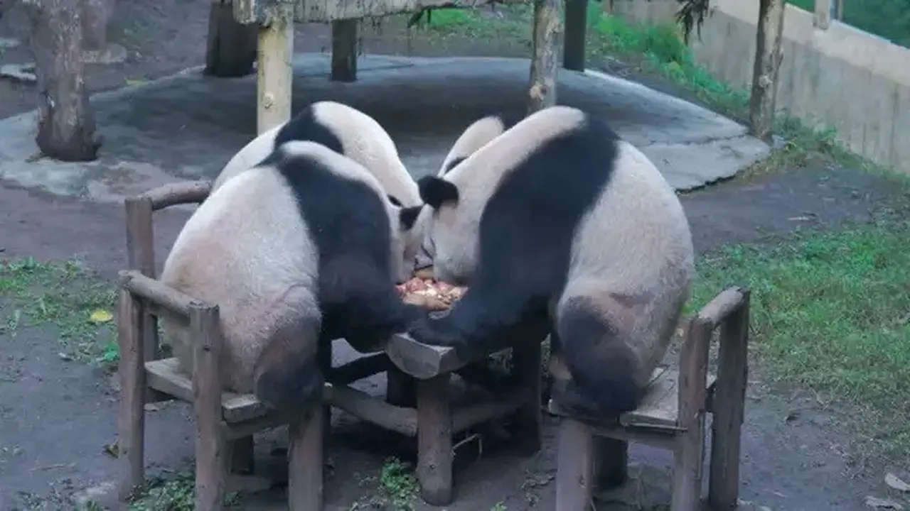 Dulu Beruang, Kini Viral Panda di China Makan dan Duduk Seperti Manusia ...