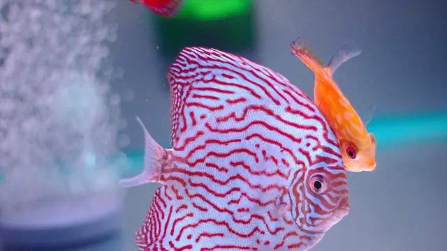 15 Jenis Ikan Hias Mahal di Dunia, Ada yang Sampai 8 Miliar - Hot ...