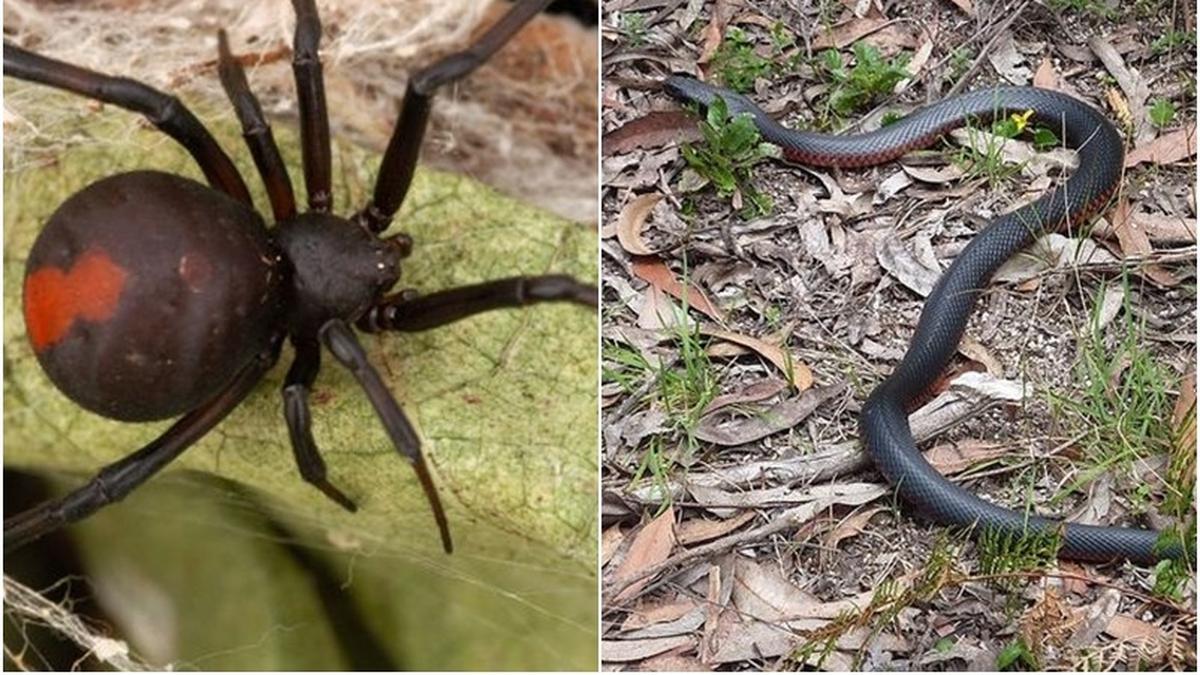 Pertarungan Mematikan Laba-Laba Beracun dan Ular Berbisa