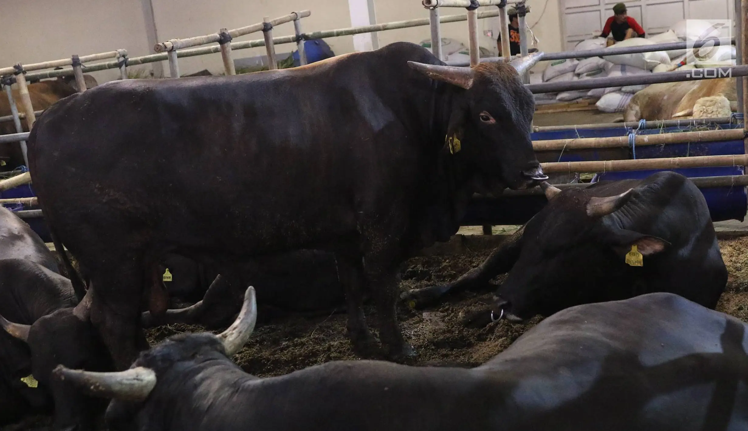 PHOTO: Dilayani SPG Cantik, Mall Ini Jual Sapi Qurban Asal Jepang ...