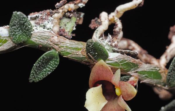 Anggrek Ulat Asal Indonesia Masuk Daftar 10 Penemuan Tanaman Baru ...