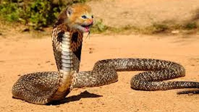 6 Editan Foto Ular Berkepala Kucing Ini Nyeleneh, Tampak Aneh - Hot ...