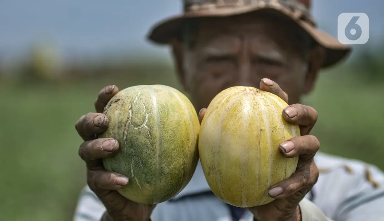 FOTO: Berkah Ramadhan untuk Petani Blewah di Bekasi - Foto Liputan6.com