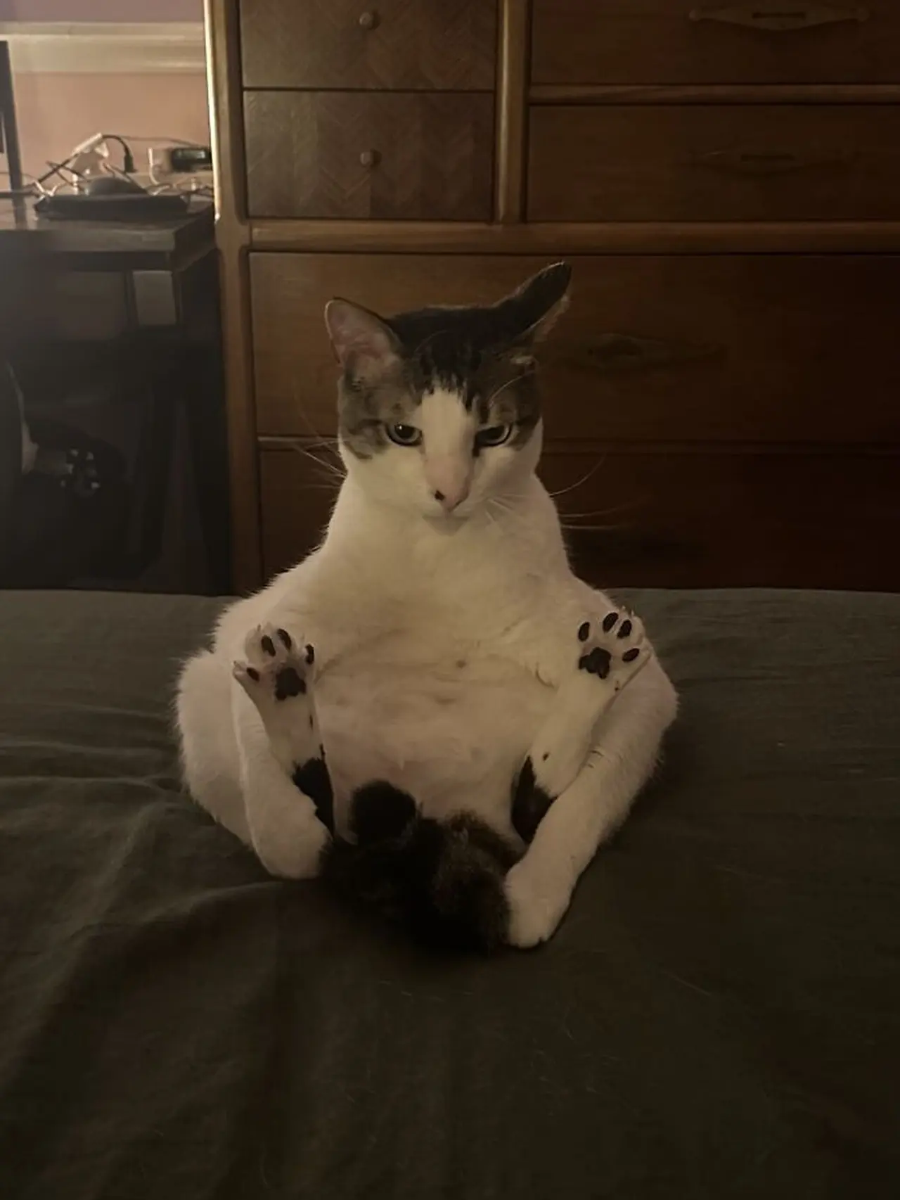 7 Potret Pose Absurd Kucing saat Berada di Rumah Ini Lucu Banget - Hot ...