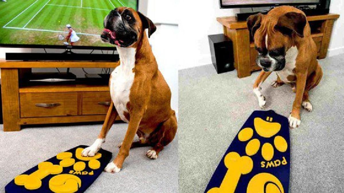 Segera Hadir Remote Control TV Khusus untuk Anjing - Lifestyle Fimela.com