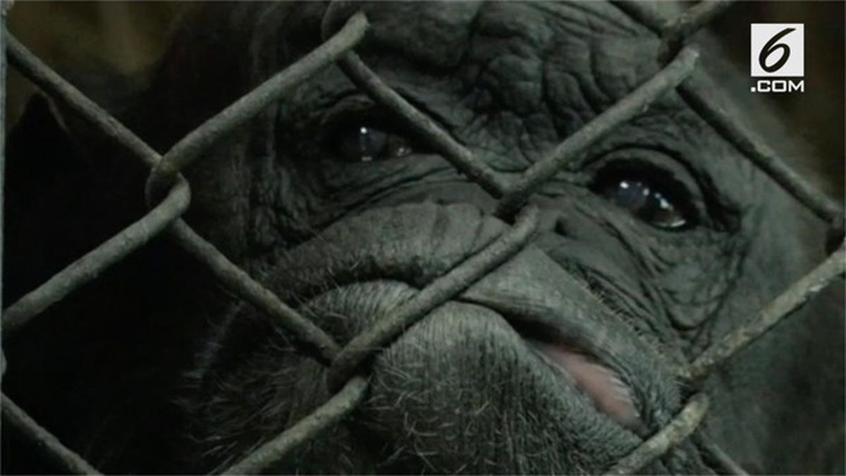 VIDEO: Rita, Simpanse Tertua Merayakan Ulang Tahun - Global Liputan6.com