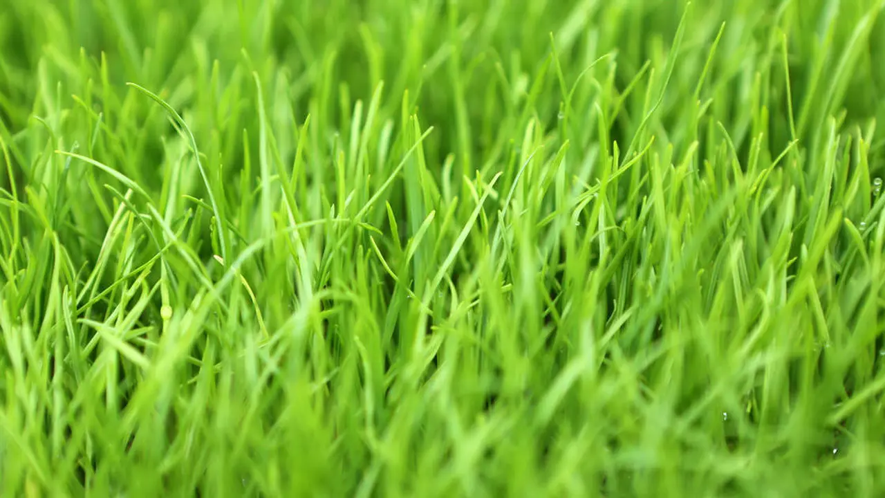 5 Rumput yang Tumbuh Paling Cepat, Jangan Salah Pilih - Citizen6 ...