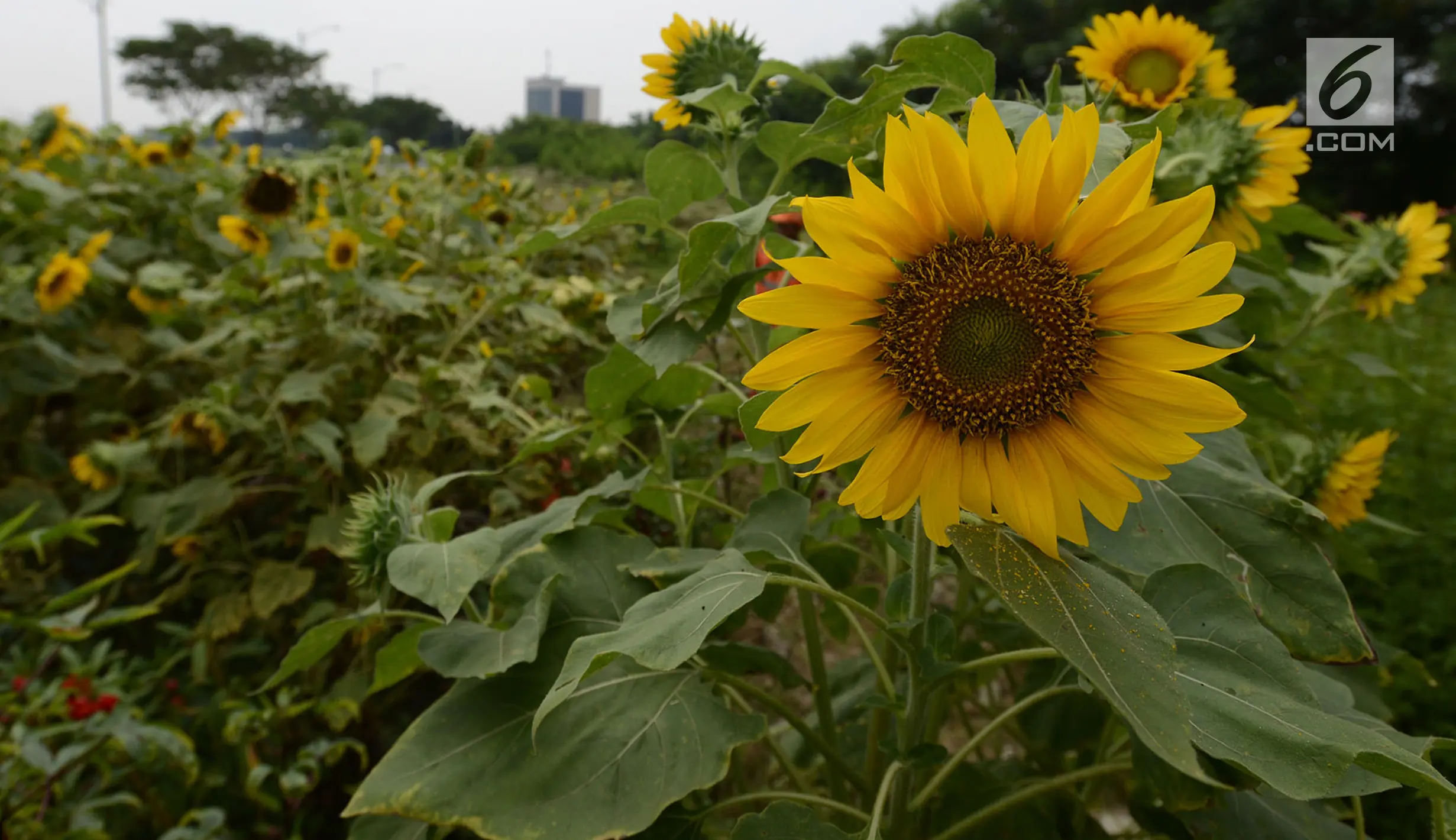 FOTO: Indahnya Bunga Matahari yang Hiasi Sepanjang Jalan BKT Cakung ...