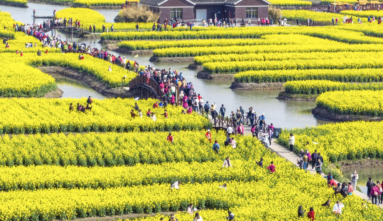 Keindahan Hamparan Emas Bunga Canola di Jiangsu China