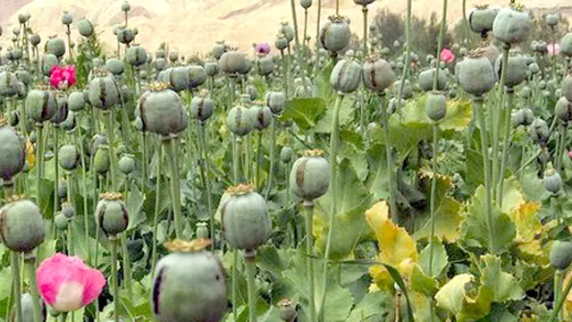Tingginya Produksi Bunga Candu Opium Ancam Kawasan Segitiga Emas ...