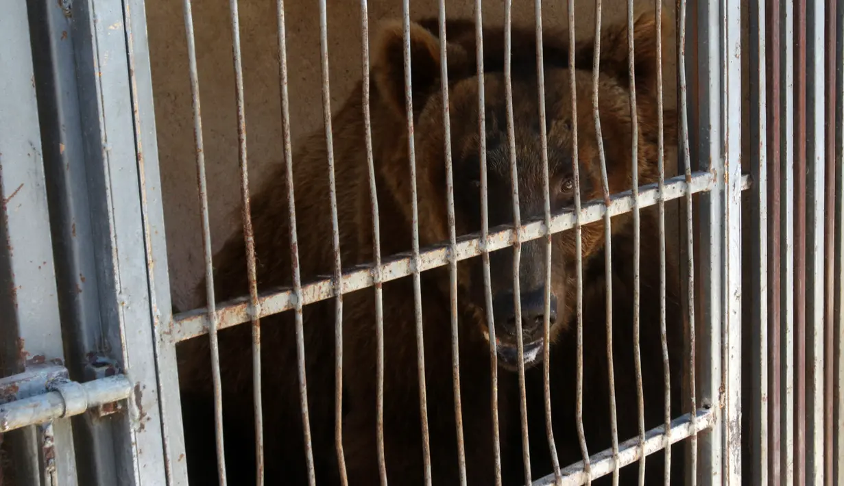 FOTO: Menyelamatkan Beruang Cokelat dari Krisis yang Melanda Lebanon ...