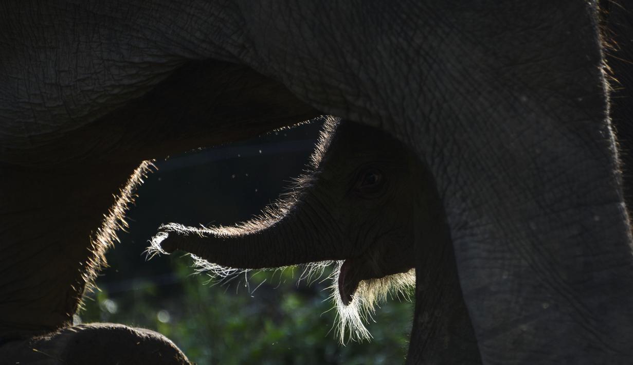 FOTO: Potret Lucu Bayi Gajah Sumatera yang Lahir di Aceh - Foto Liputan6.com