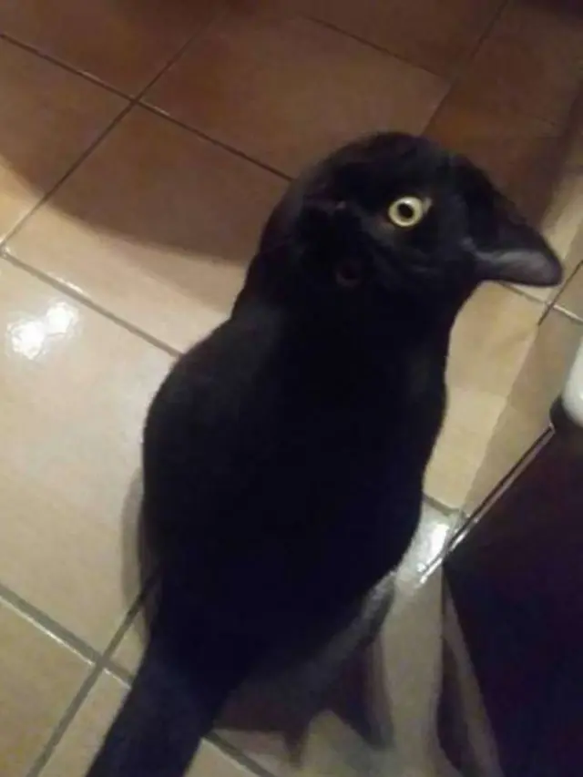 6 Ilusi Optik Kucing Ini Bikin Mikir Dua Kali, Awas Menipu Mata - Hot ...