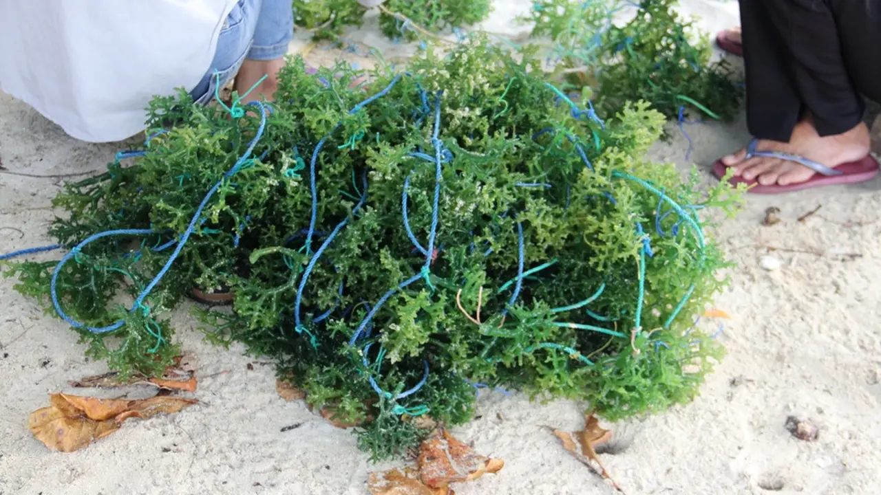 10 Jenis Rumput Laut yang Bisa Dimakan, Lezat Kaya Nutrisi - Hot ...