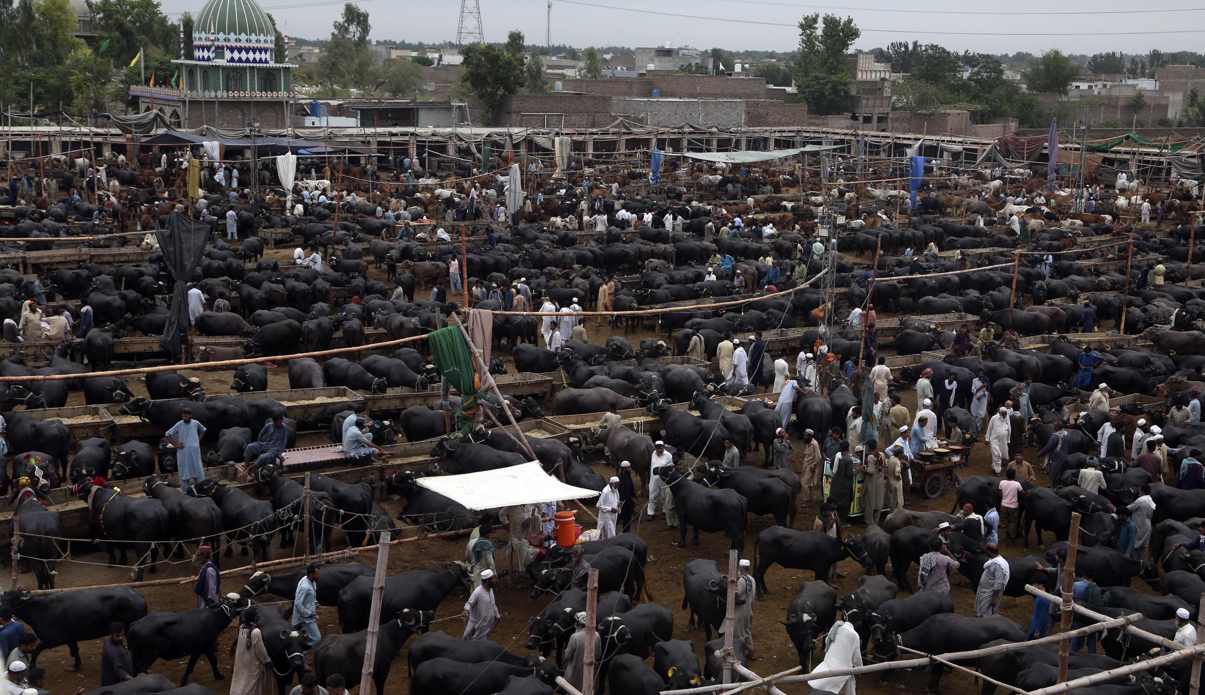 FOTO: Potret Ramai Pasar Ternak di Pakistan Jelang Idul Adha