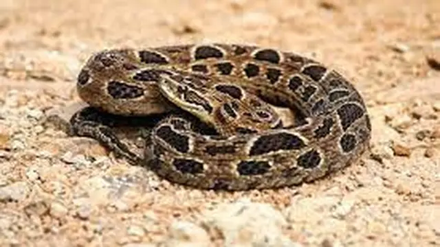 5 Langkah Pertolongan Pertama Jika Digigit Ular, Tak Perlu Panik - Hot ...