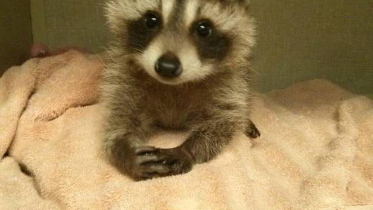 Drama Penyelamatan Rakun Terjebak di Kontruksi Gedung WTC Manhattan ...